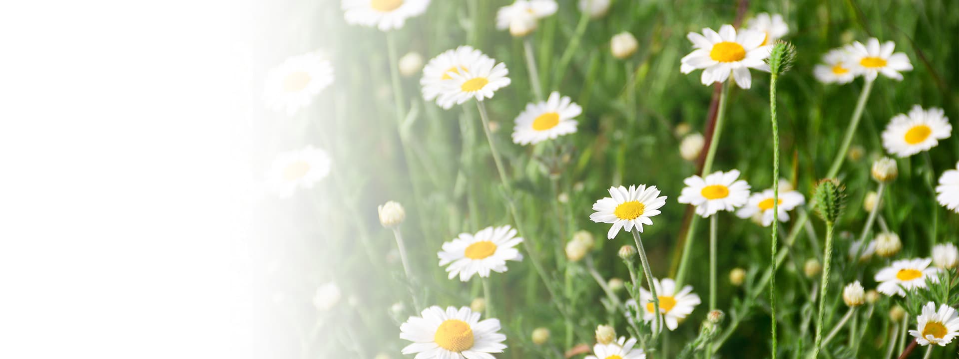 Pianta Organic - Bio Cajra Bio Organic Tea Kosova Prishtina